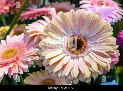 Specimen Gerberas, Flower Competition at Madeira Flower Festival Stock ...