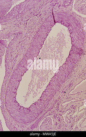 Venule Blood vessel Circulatory tissue 35x Stock Photo - Alamy