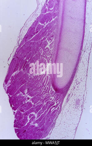 SCIENCE, BIOLOGY, MICROSCOPY, ANATOMY, Hyaline cartilage of rabbit ...