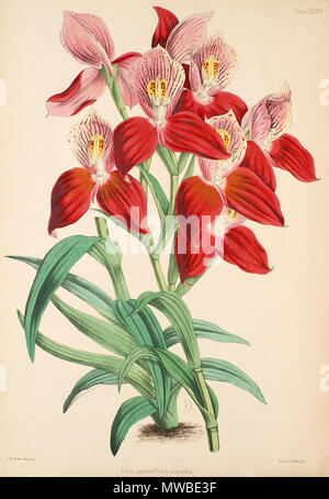 164 Disa uniflora (as D. grandiflora)- Warner, Williams - Select orch ...