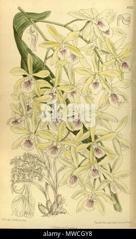 . Epidendrum profusum (= Encyclia profusa), Orchidaceae . 1914. M.S ...