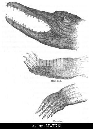 268 Head and feet of Alligator (Discoveries in Australia Stock Photo ...