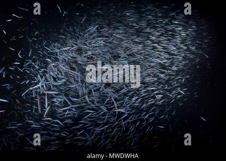 A large school of Whitebait or Blue Sprat (Spratelloides delicatulus ...