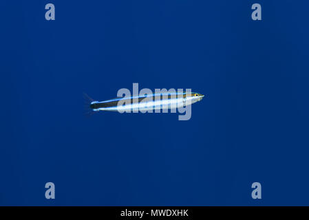 False Cleanerfish or Sabre-toothed Blenny (Aspidontus taeniatus) swims ...