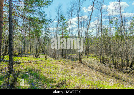 Spring in Siberia Stock Photo - Alamy