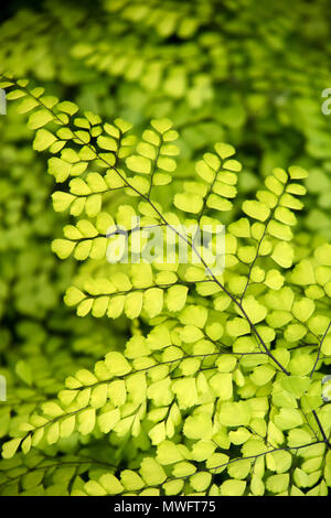 Himalayan Maidenhair Fern (Adiantum venustum Stock Photo - Alamy