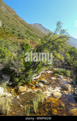Eerste River flowing through vegetation in the Jonkershoek nature ...