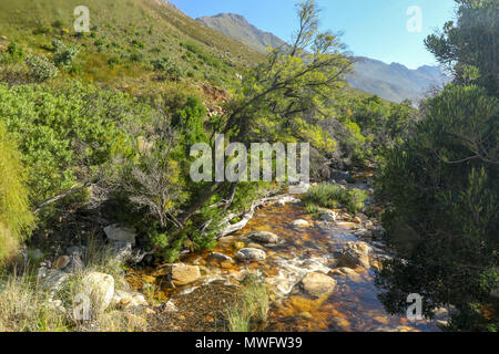 Eerste River flowing through vegetation in the Jonkershoek nature ...