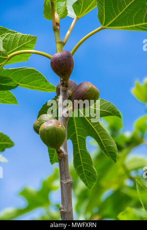 fig Tree with many fruits and green leaves Stock Photo - Alamy