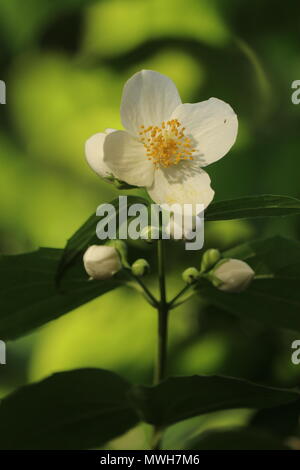 Close-up of pure white Philadelphus blooms with yellow stamens set ...
