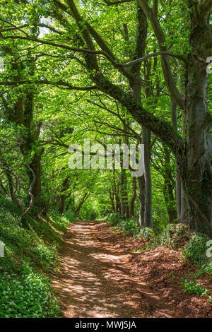 A wooded trail near Bath, England part of the Fosse Way which is an ...