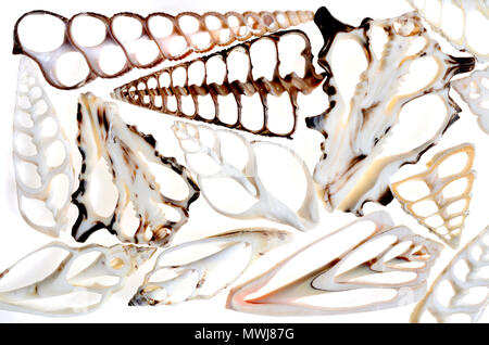 Cross sections cut through different seashells Stock Photo - Alamy