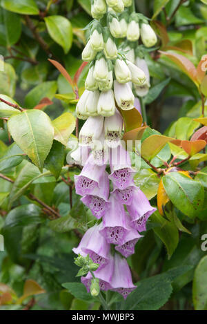 A colourful pink flower border with Foxgloves and Dahlia around a pond ...