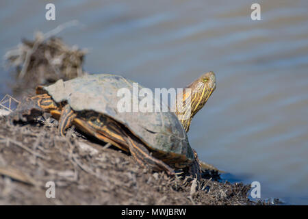 Big Bend Slider, (Trachemys gaigeae gaigeae), Bosque del Apache ...