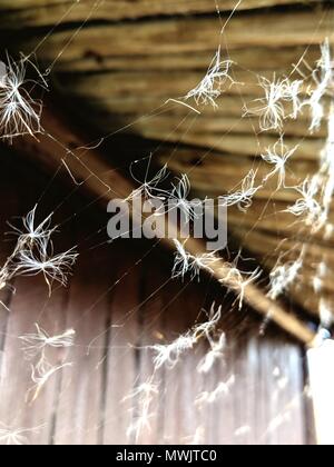 close up of spider web fluff dandelion head caught between two petal ...