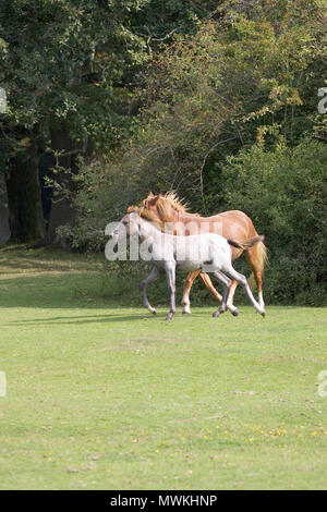 New Forest Pony foal Fritham The New Forest Hampshire England Stock ...