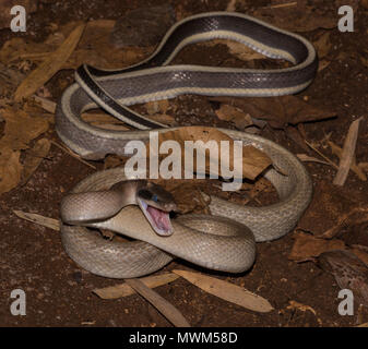 Ridley's Racer or Cave Racer (Othriophis taeniurus ridleyi) in a cave ...