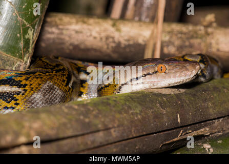 Reticulated python (Python reticulatus) in Thailand Stock Photo - Alamy