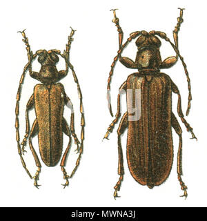 . Philus antennatus pair English: Illustration of monographs Georgiy ...