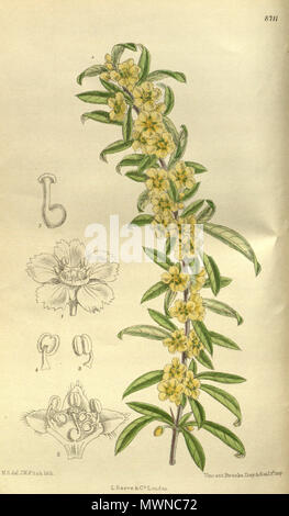 'Plagiospermum sinense brachypoda' is a botanical name referring to a ...
