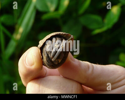 Alive Soldier Crab in Human's Fingers Stock Photo - Alamy