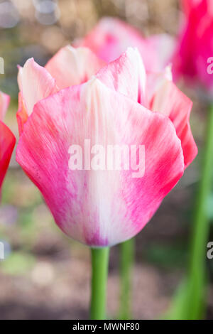 Tulipa 'Spryng Break' Stock Photo - Alamy