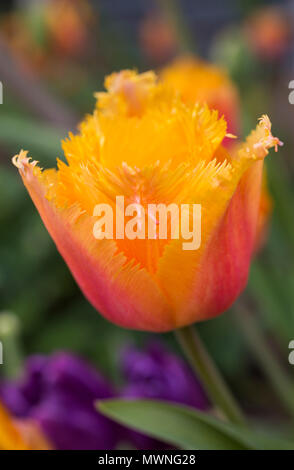 Orange Tulip "Lambada" flower portrait with Pistils and Stigma in ...