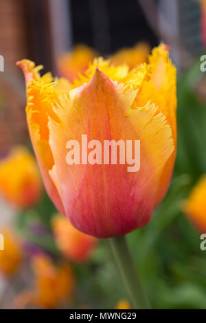 Orange Tulip "Lambada" flower portrait with Pistils and Stigma in ...