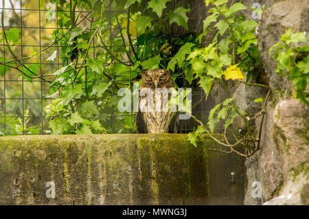 Spectacled Owl in flight Stock Photo - Alamy