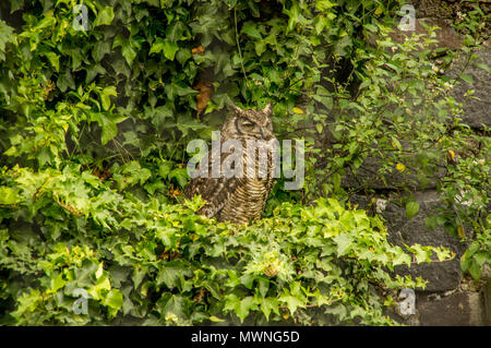 Spectacled Owl in flight Stock Photo - Alamy
