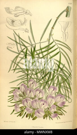 . Psoralea affinis, Fabaceae, Faboideae . 1910. M.S. del., J.N.Fitch ...