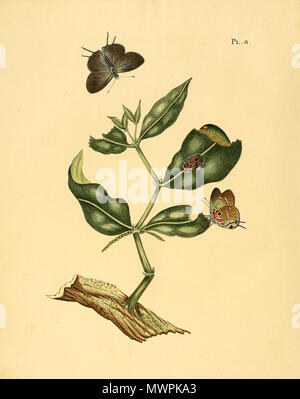 . PL. 8. Illustration of Papilio baeton (= Atlides inachus). 1848. Jan ...