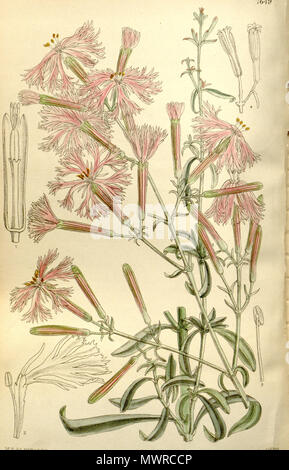 . English: Silene fissipetala var. fissipetala, as Silene fortunei (nom ...
