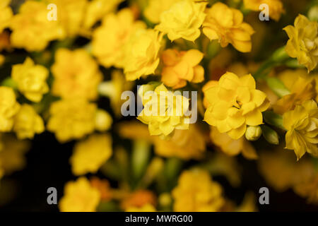 Macro view of yellow Calandiva (Kalanchoe) flowers with indoor lighting ...