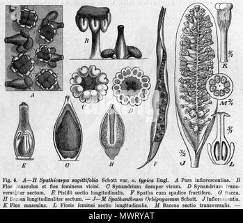 . English: Spathicarpa hastifolia botanical drawing from Das ...