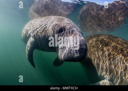 West Indian manatees / American manatee (Trichechus manatus) native to ...