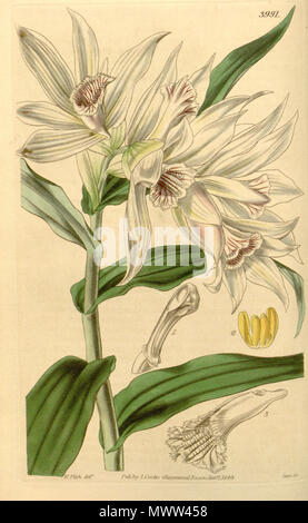 606 Thunia alba (as Phaius albus, spelled Phajus albus) - Curtis' 69 (N ...