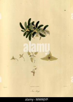 . Illustration of Trias oblonga . 1830. Nathaniel Wallich (1786-1854 ...