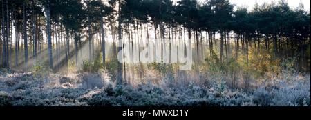 UK, England, Surrey, Forest sunbeams Esher Common Stock Photo - Alamy