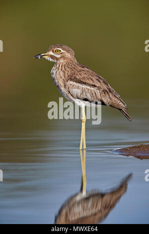 Water Dikkop (Burhinus vermiculatus), Kruger National Park, Mpumalanga ...