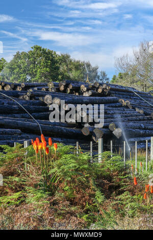 pine lumber yard in Coldstream Coldstream town, Eastern Cape, South ...