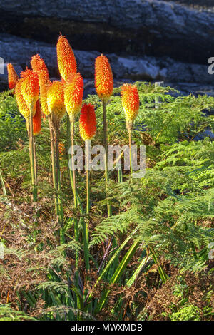 Landscape with flowers and ferns in coldstream on the , Garden Route ...