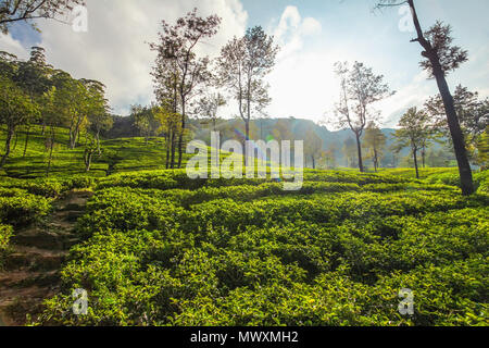Sri Lanka, Kandy. Tea gardens cloak the hills near Kandy at the Hantane ...