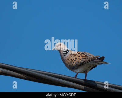 Turtle dove blue sky natural dove s close up birds bird pigeon wildlife ...