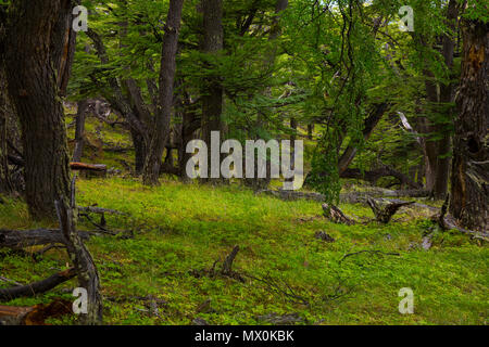 General view on wood clearings with tree trunks and shrubs in summer ...