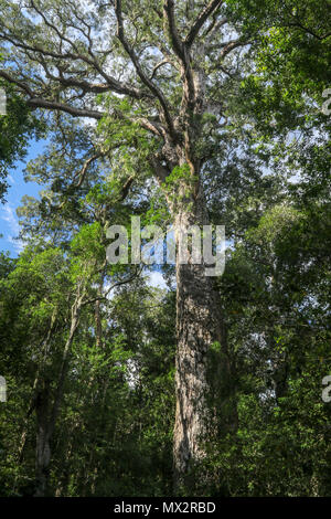 Ancient Big tree in Tsitsikamma national forest, on the garden route ...