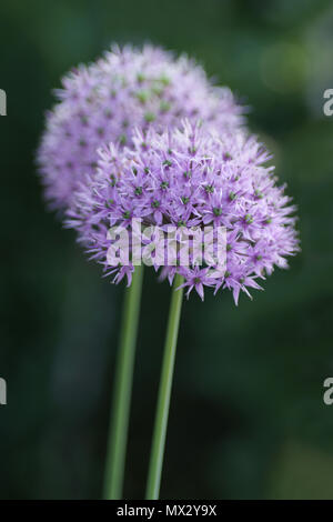 Large allium flower heads in a garden. Allium is a genus of ...