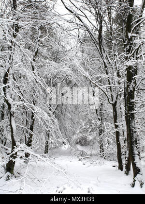 barren trees in winter Stock Photo - Alamy