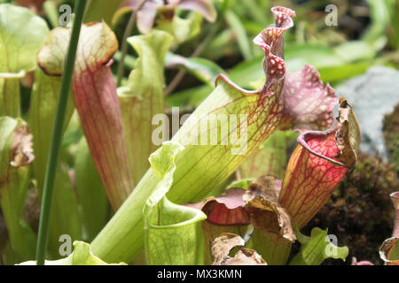 detail of a carnivorous pitfall trap plant Stock Photo: 54564083 - Alamy