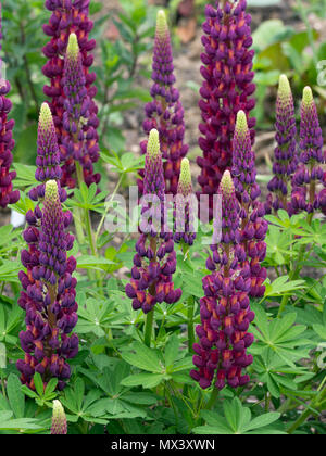 Lupinus 'Masterpiece'. Lupin flower Stock Photo - Alamy